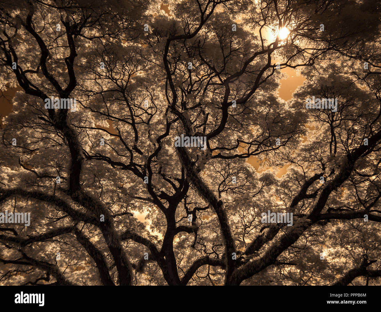 Infrared fine art photography : Tree , Leaves , Forest Stock Photo - Alamy