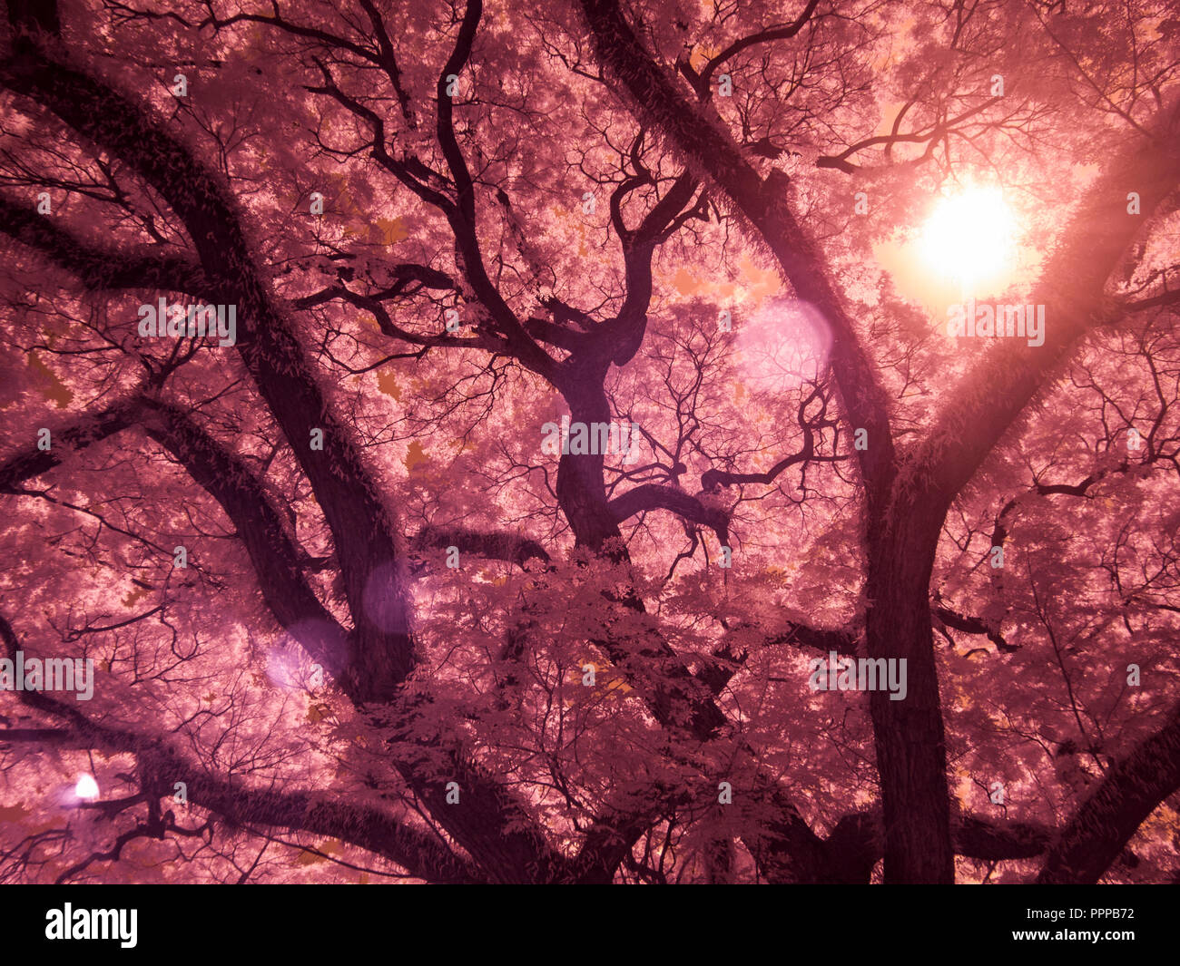 Infrared fine art photography : Tree , Leaves , Forest Stock Photo - Alamy