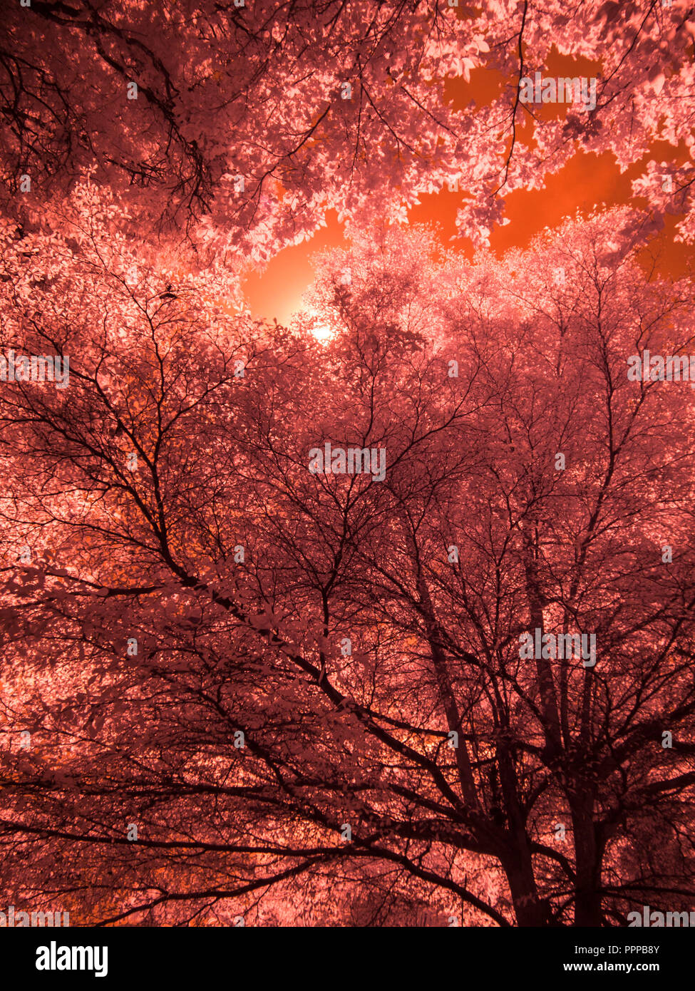 Palm tree infrared hi-res stock photography and images - Alamy
