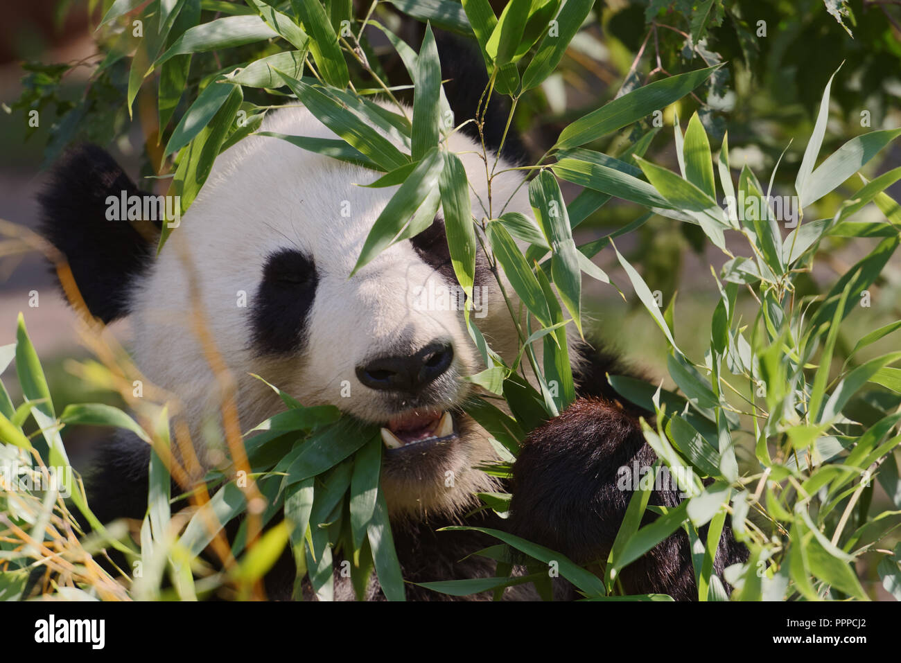 Giant panda eating bamboo Stock Photo - Alamy