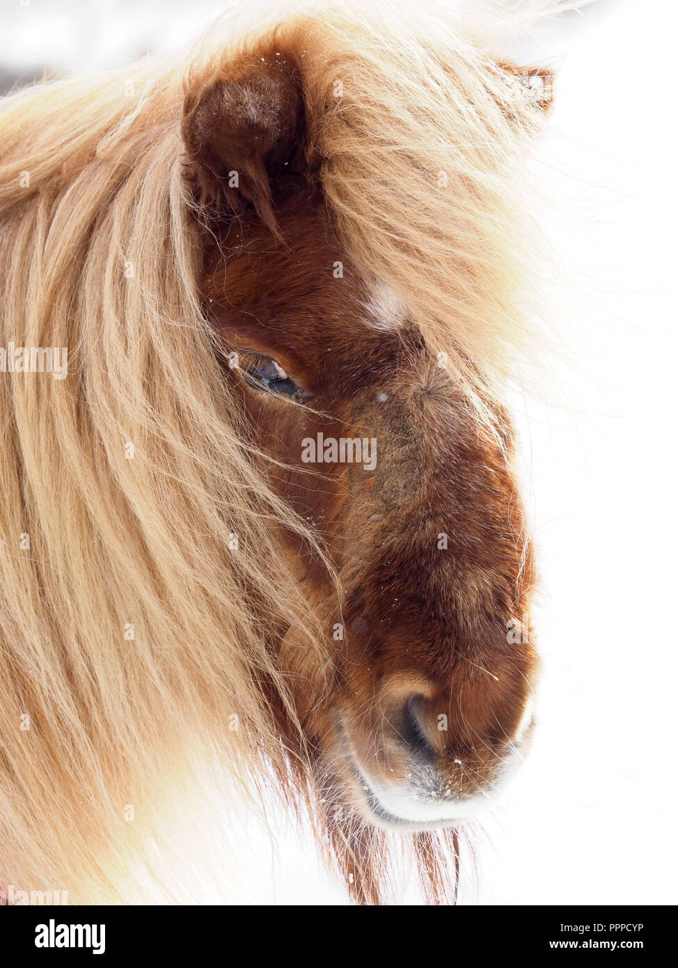 A pretty Shetland pony stands in the snow Stock Photo - Alamy