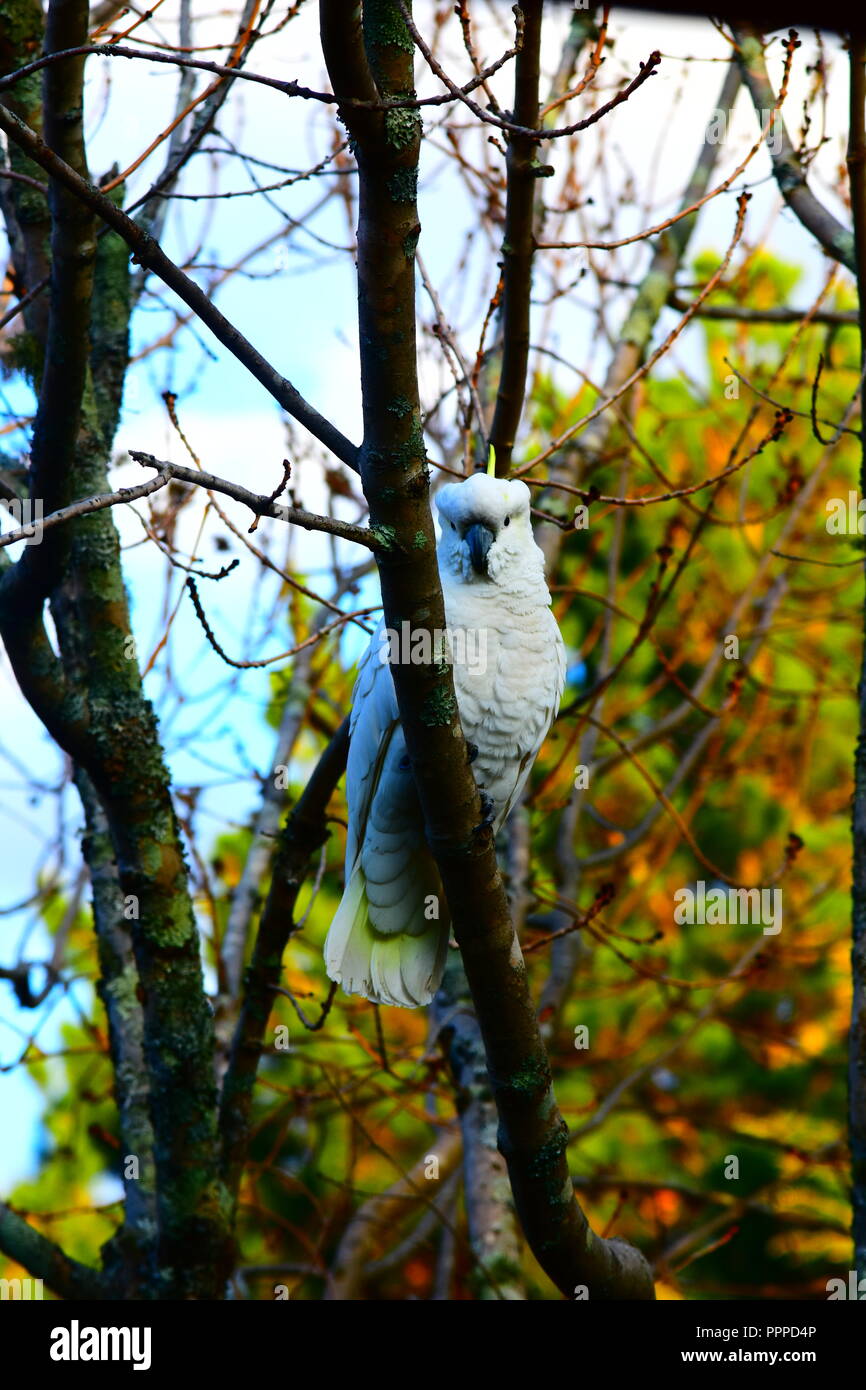 Australian native fauna hi-res stock photography and images - Alamy
