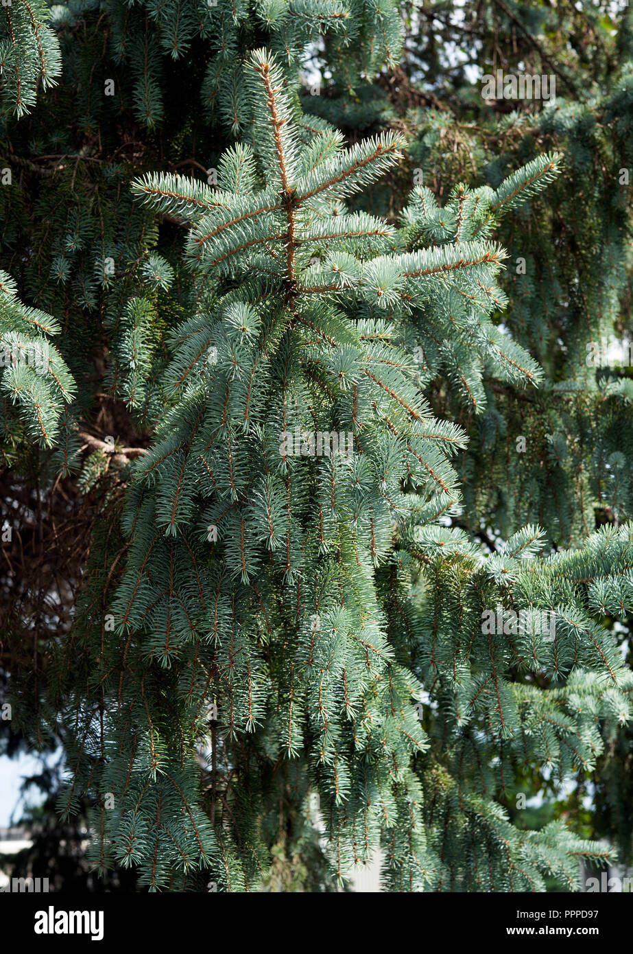 Lake Schaffer, Monticello, Indiana, USA, North America Stock Photo - Alamy