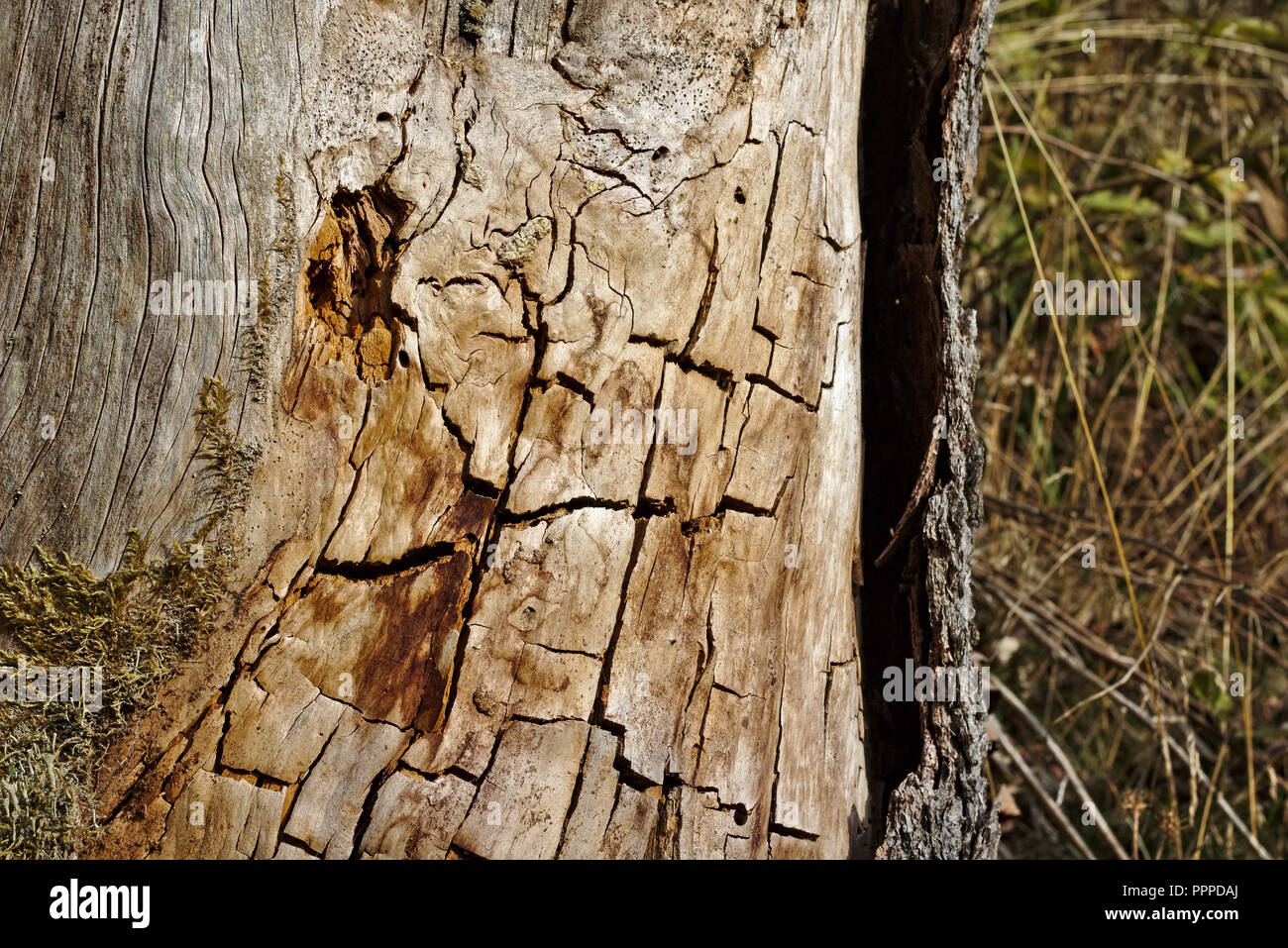 Old tree trunk stripped of its bark with cracks and stains in the ...
