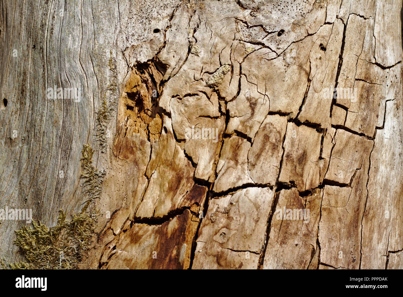 Bleached wood texture hi-res stock photography and images - Alamy