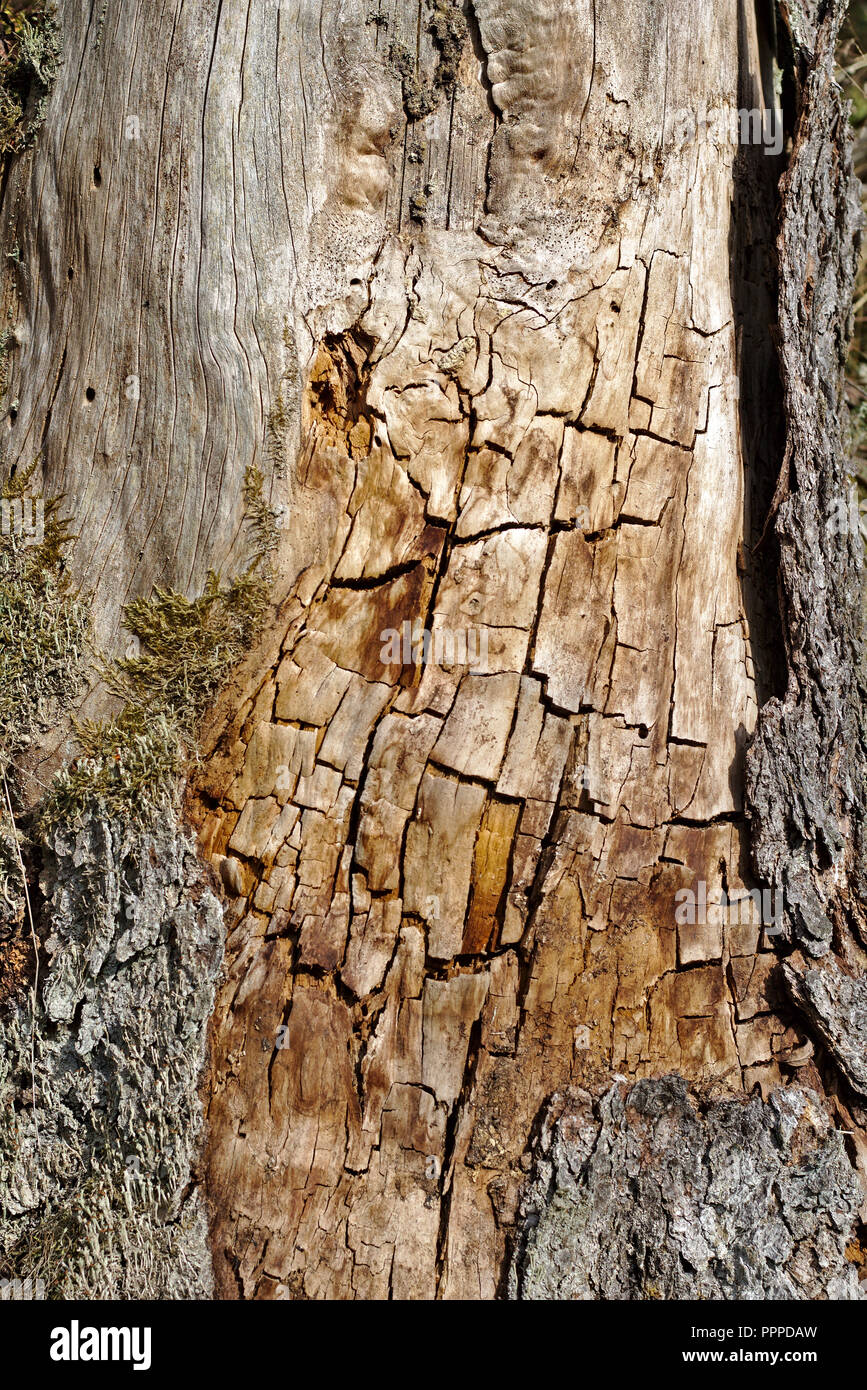Old tree trunk stripped of its bark with cracks and stains in the evening sun Stock Photo - Alamy