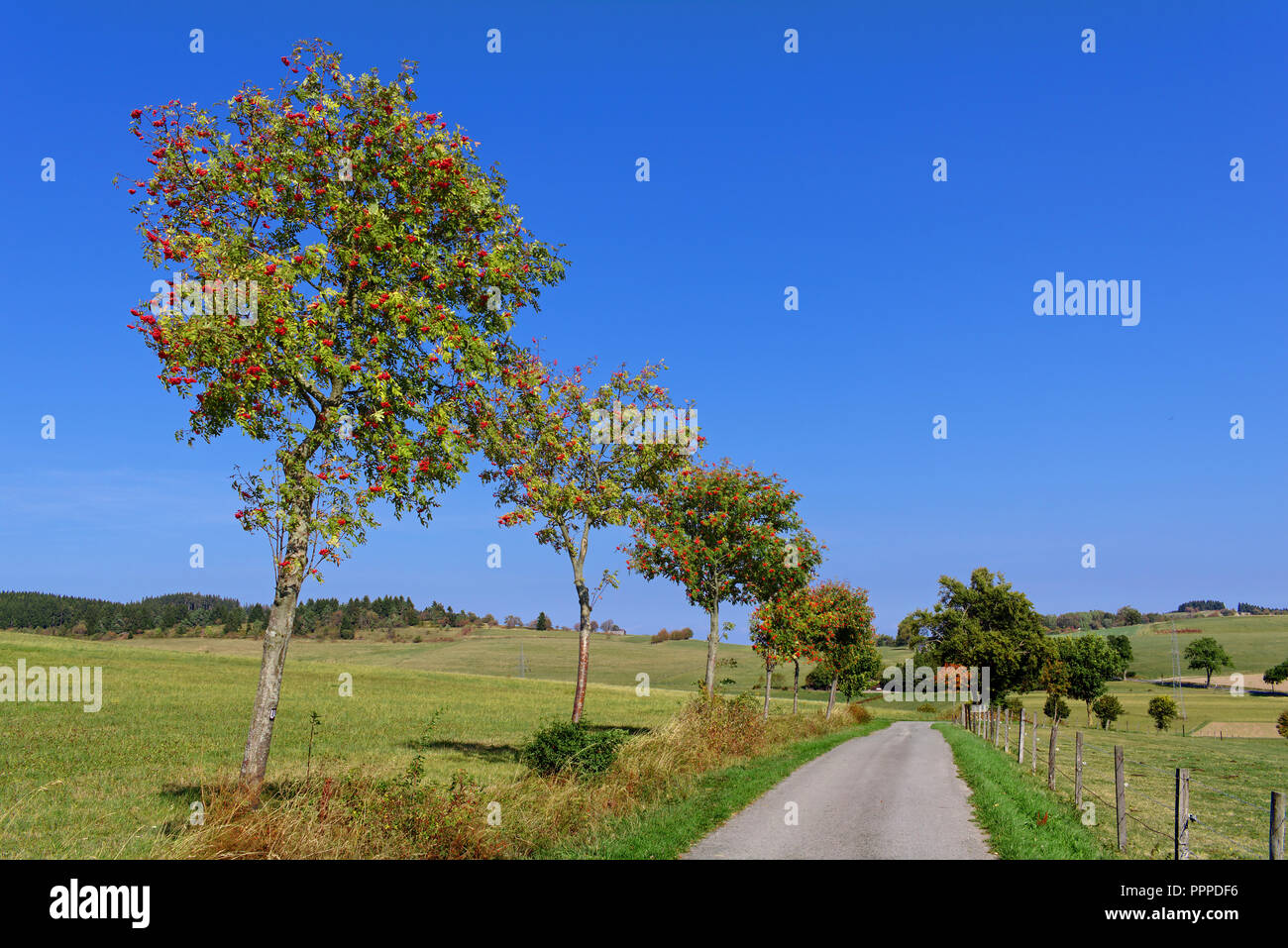 Country lane with row of rowan trees with bright red berries in a green ...