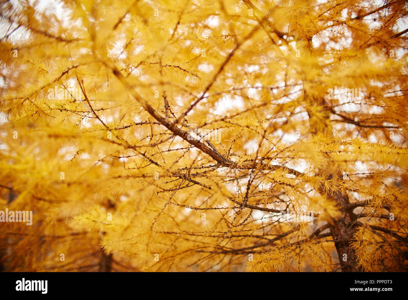 Golden autumn with yellow trees in the forest. Tree with yellow larch ...