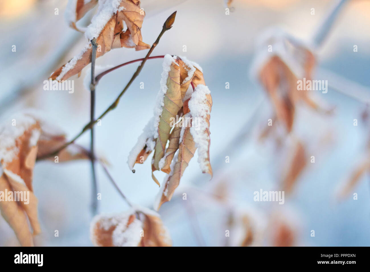 dead leaves in the snow against the setting sun. a gentle winter sunset ...