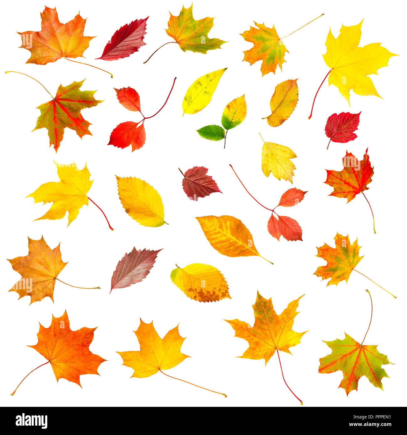 Collection set of beautiful colourful autumn leaves isolated on white ...