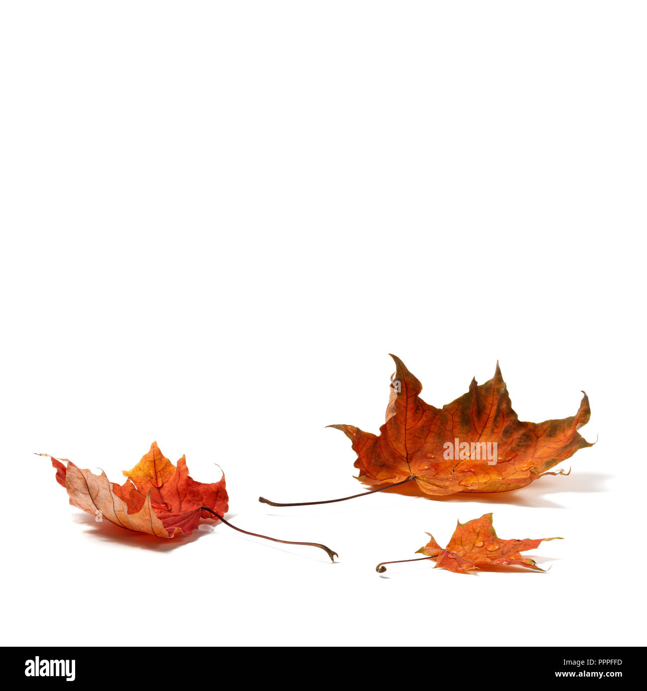 Autumn maple leaves water Cut Out Stock Images & Pictures - Alamy
