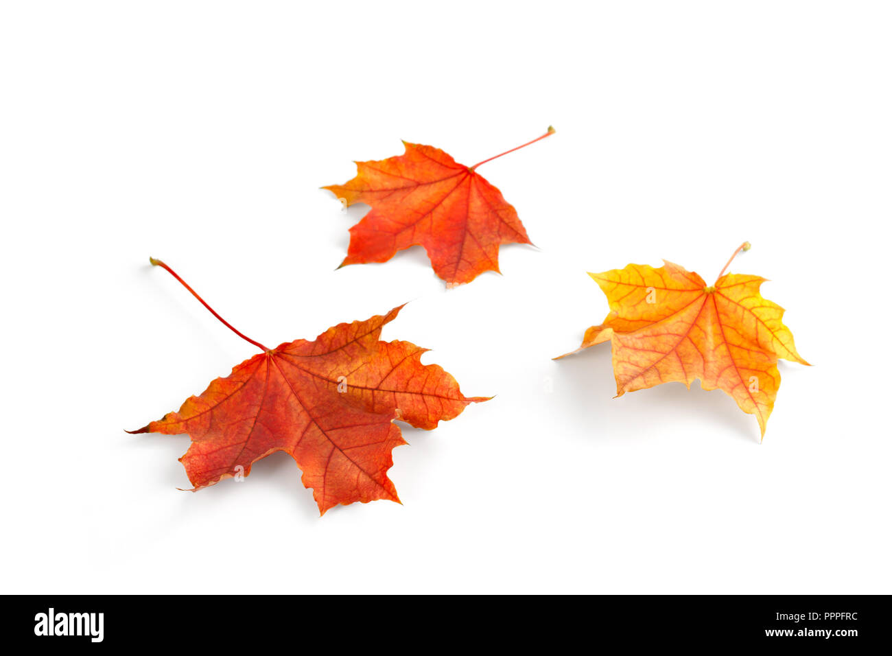 Isolated autumn leaves Stock Photo - Alamy
