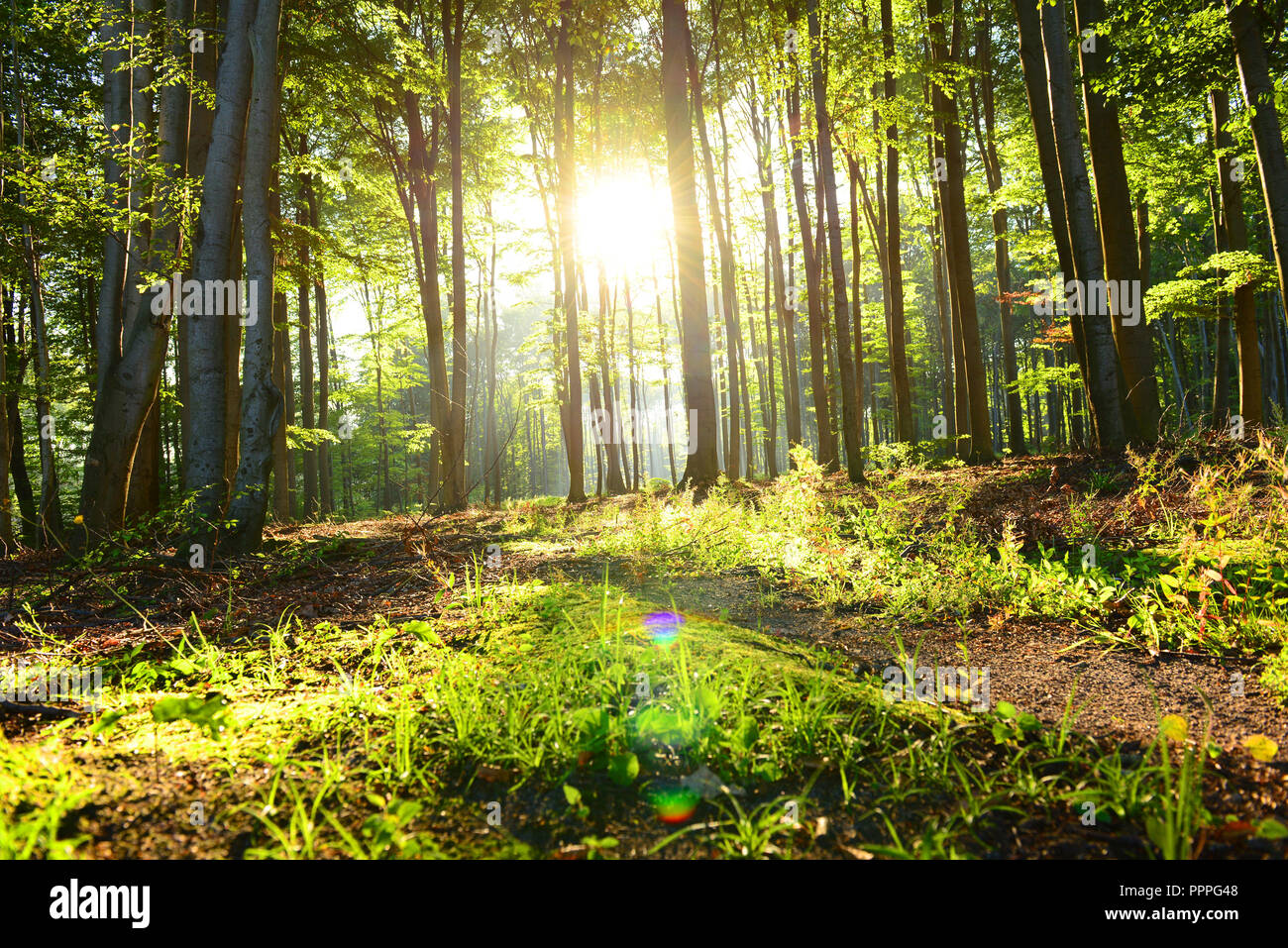 Morning in the forest Stock Photo - Alamy