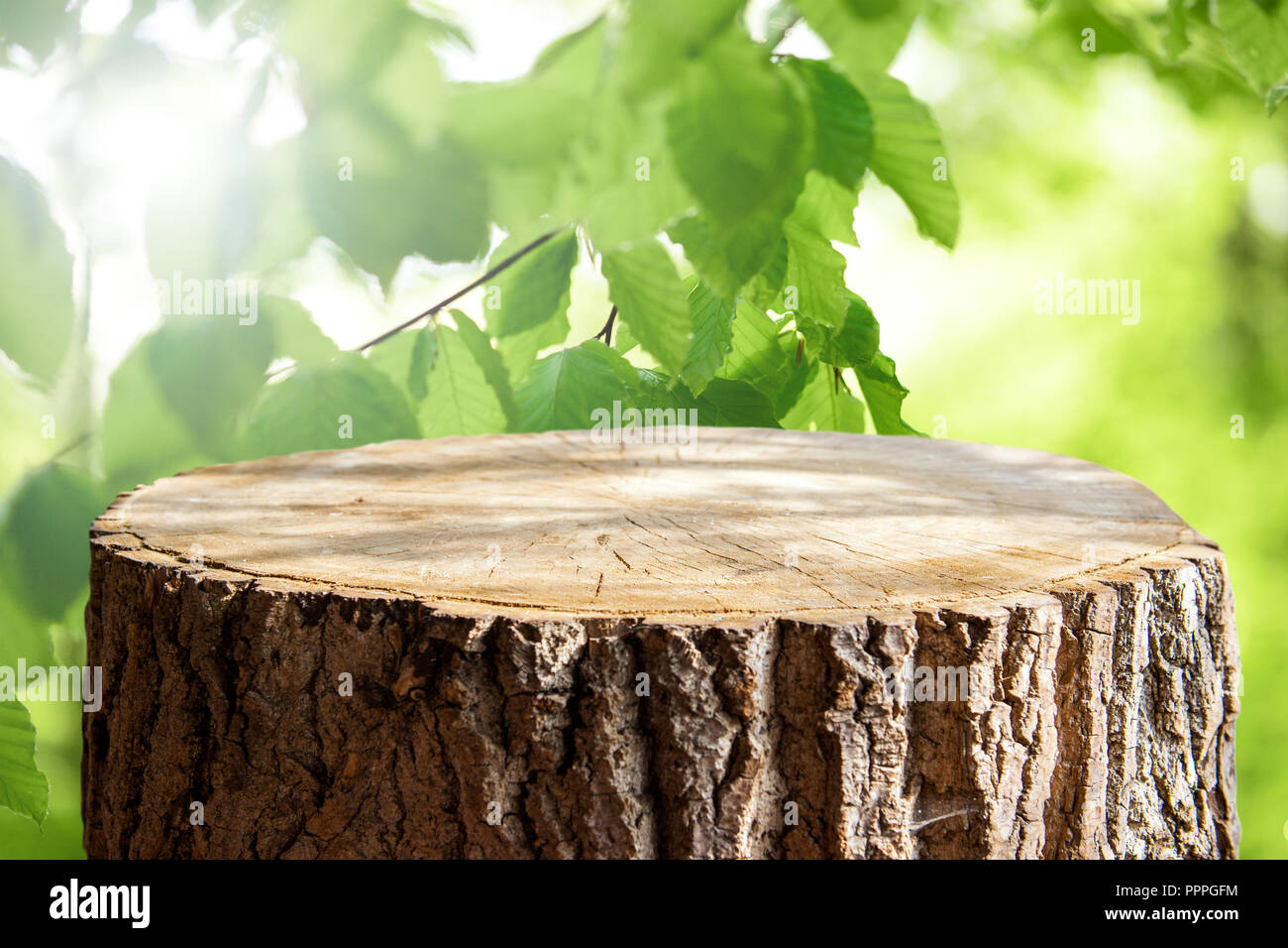 Tree trunk background Stock Photo - Alamy