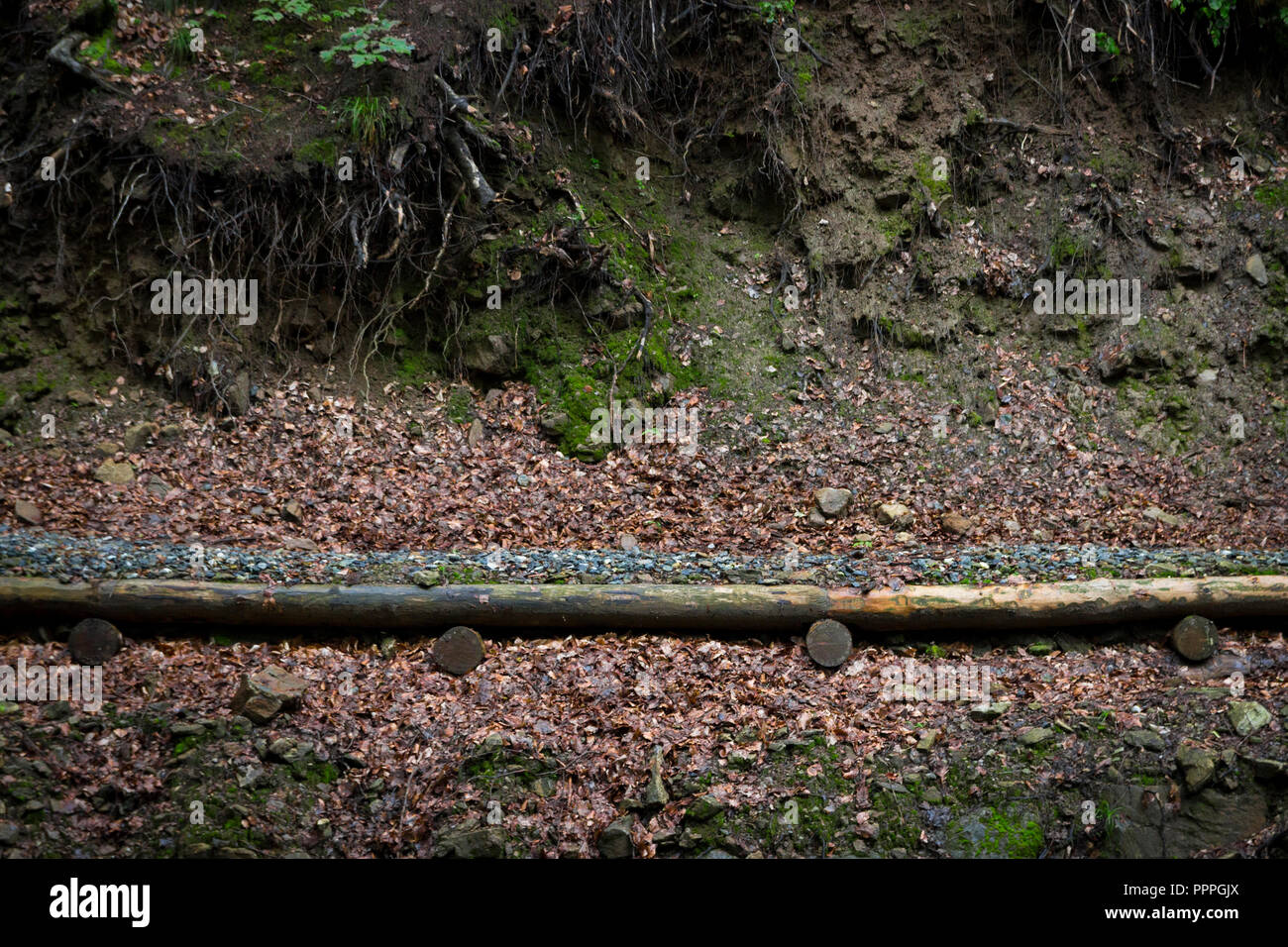 Path in the Italian Forest Stock Photo - Alamy