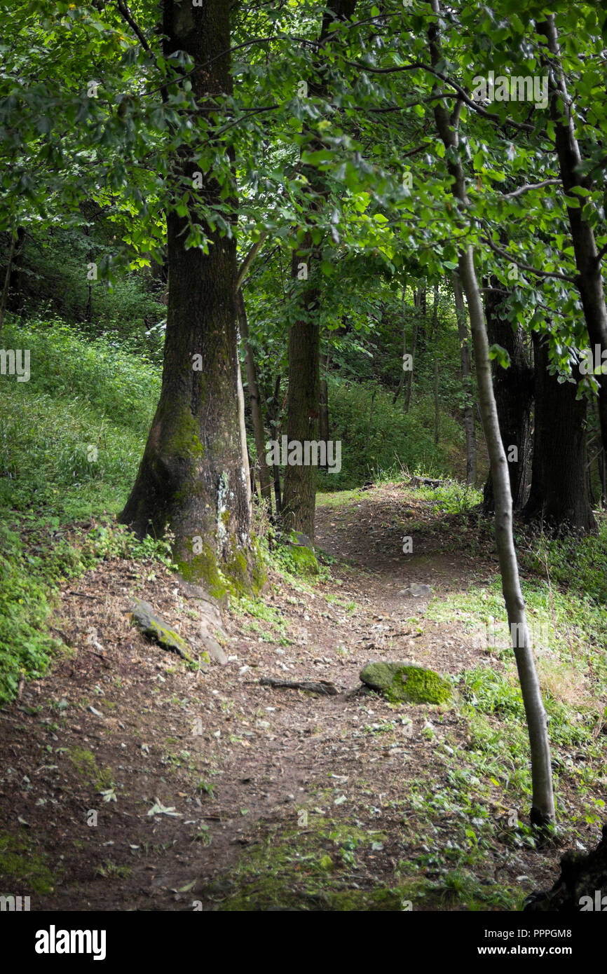 Path in the Italian Forest Stock Photo - Alamy