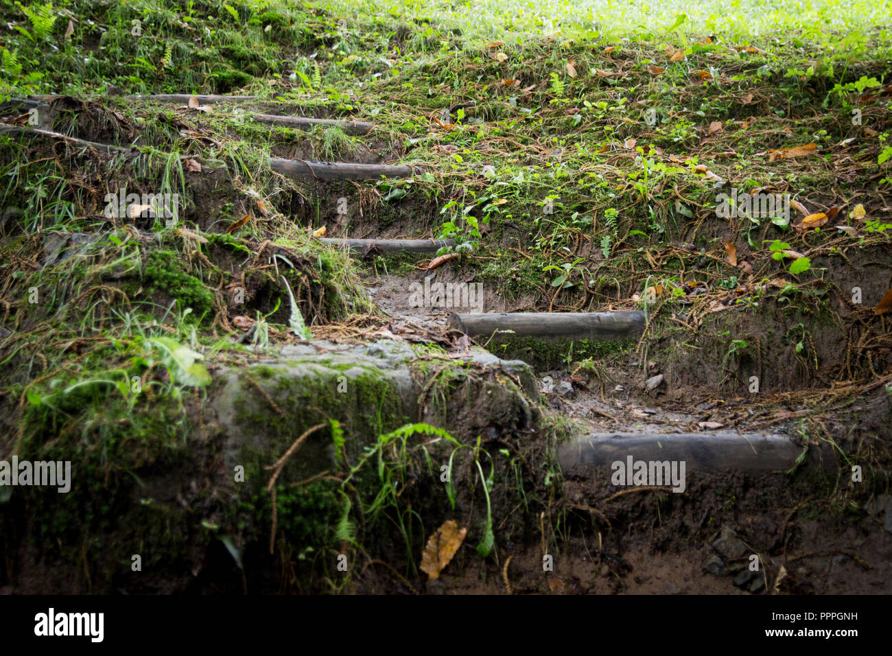 Path in the Italian Forest Stock Photo - Alamy