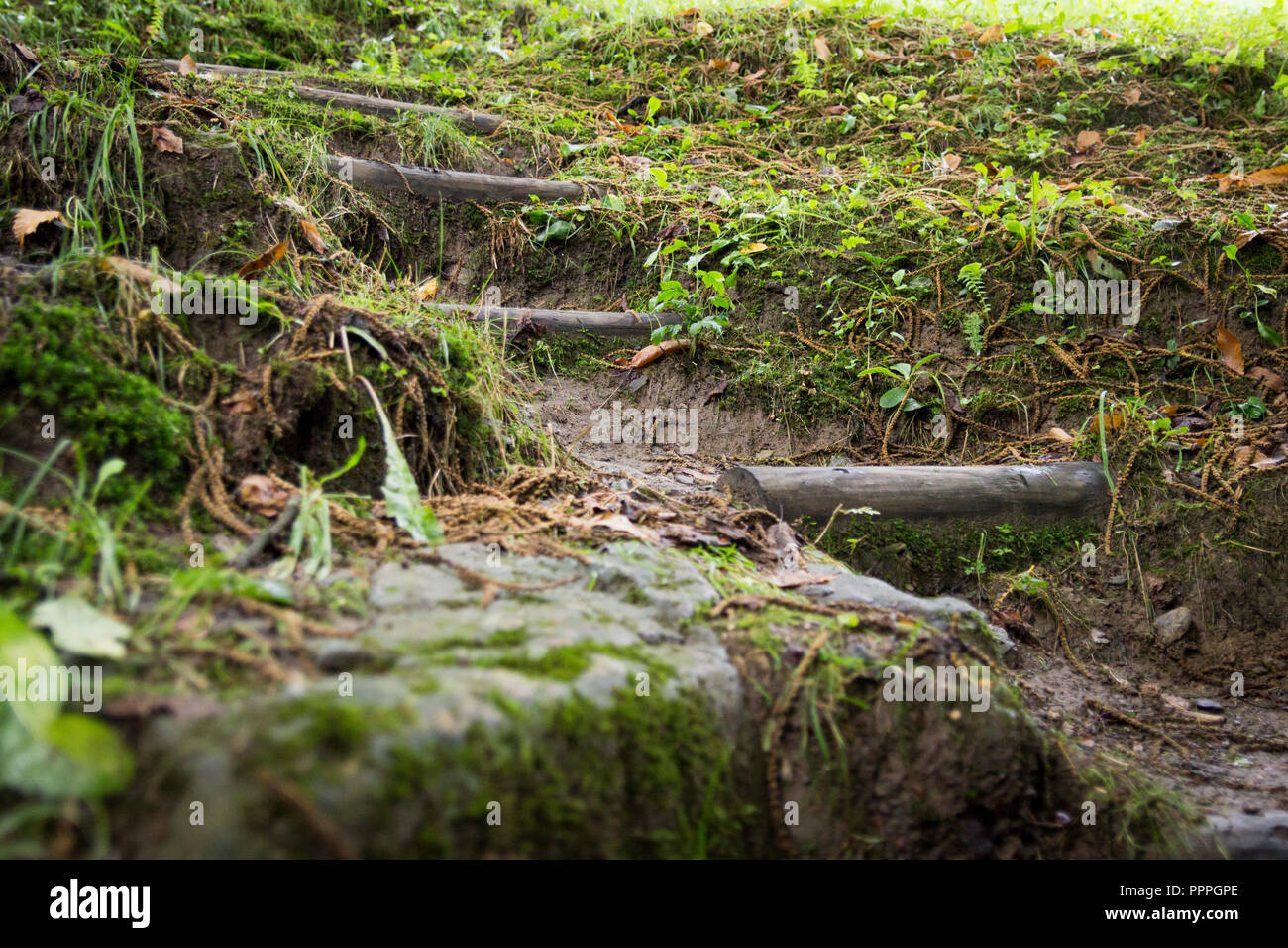 Italian forest hi-res stock photography and images - Alamy