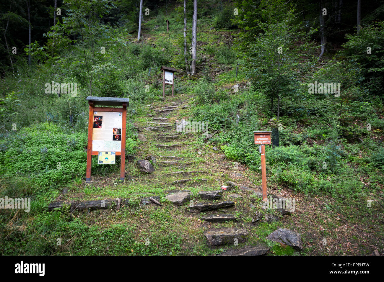 Path in the Italian Forest Stock Photo - Alamy