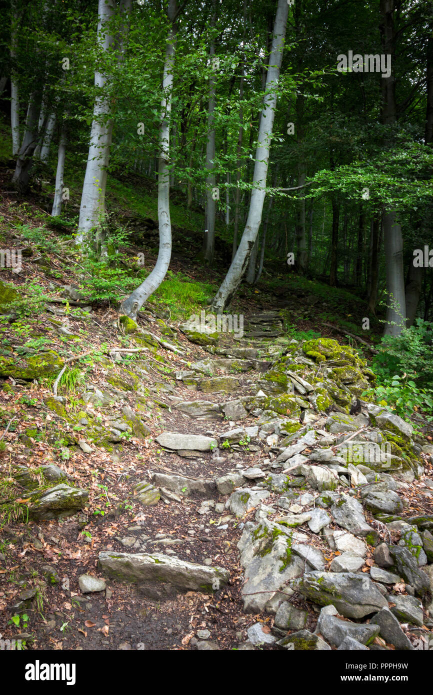 Path in the Italian Forest Stock Photo - Alamy