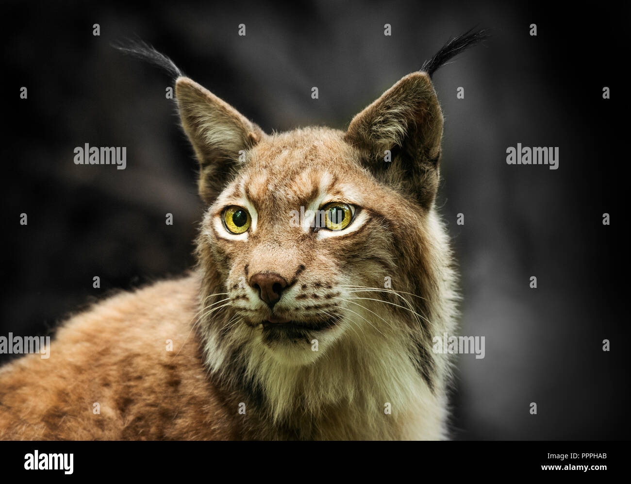 Lynx headshot hi-res stock photography and images - Alamy