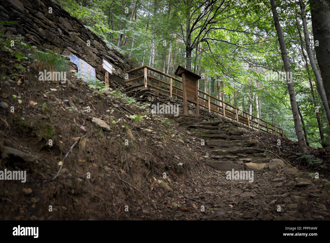 Path in the Italian Forest Stock Photo - Alamy
