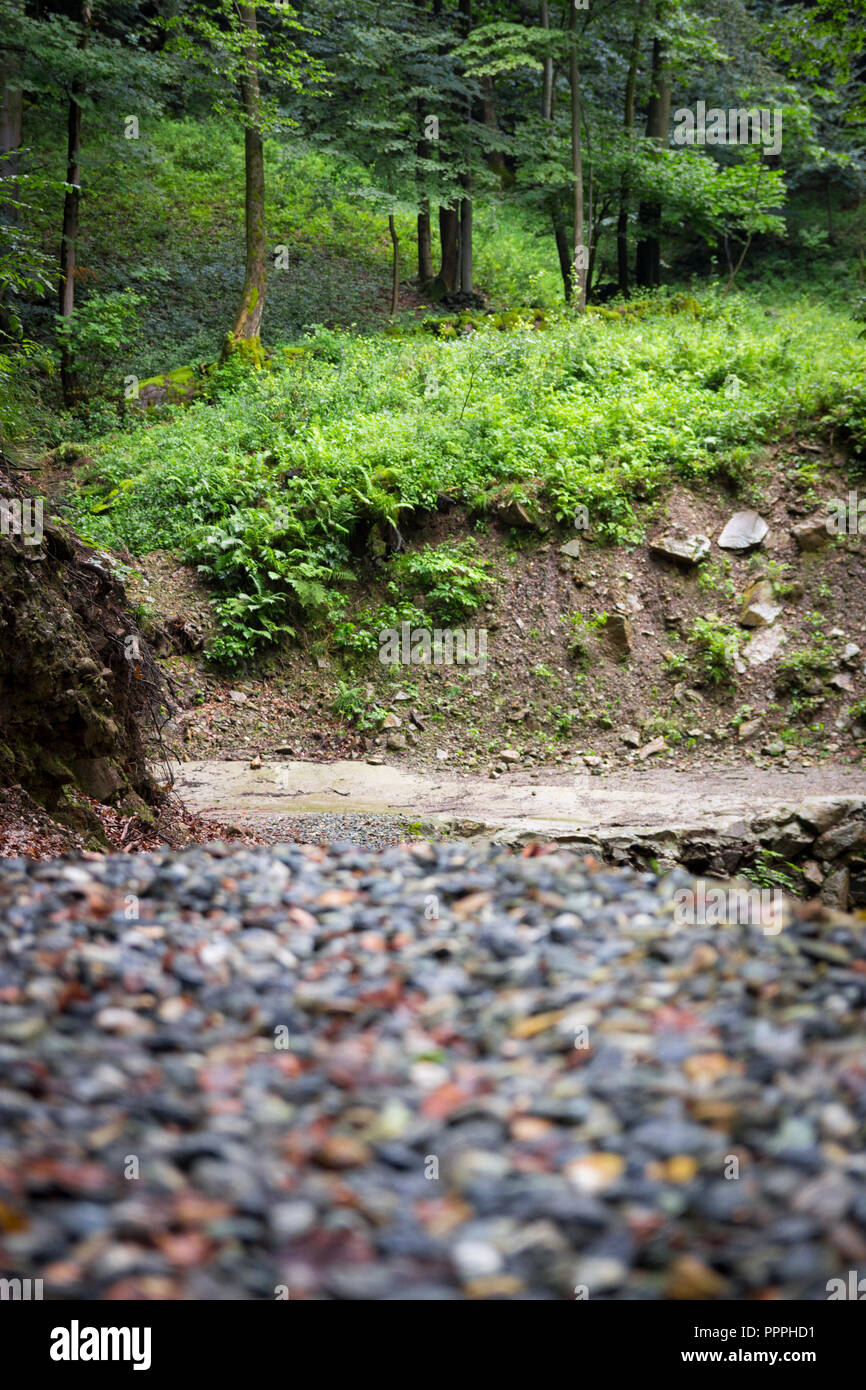 Path in the Italian Forest Stock Photo - Alamy