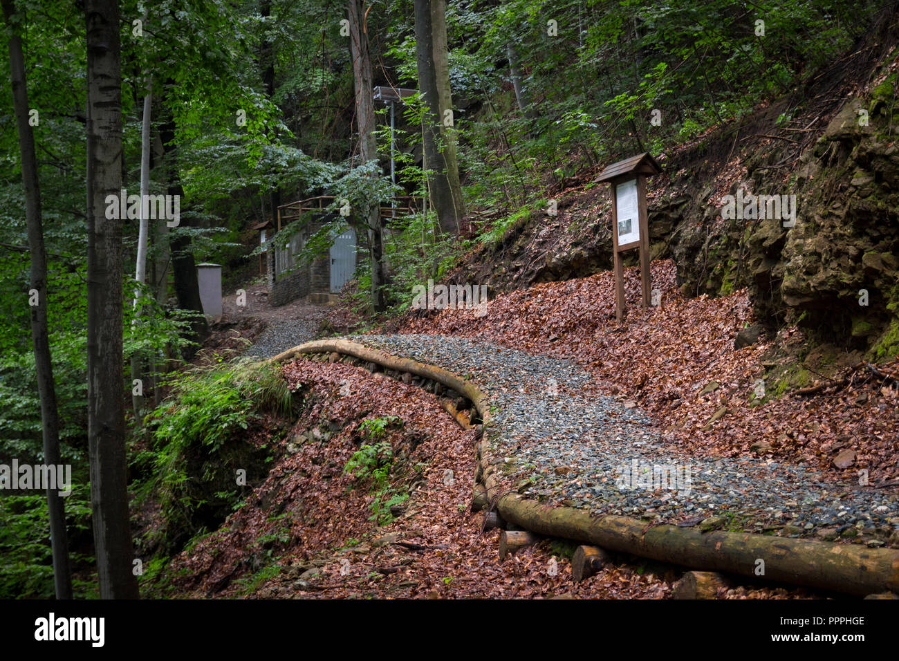 Path in the Italian Forest Stock Photo - Alamy