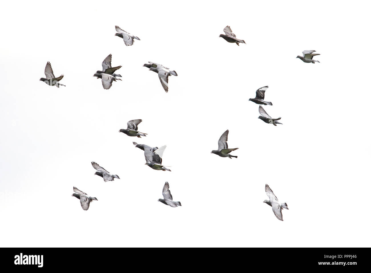 flock of speed racing pigeon flying against white sky background Stock ...