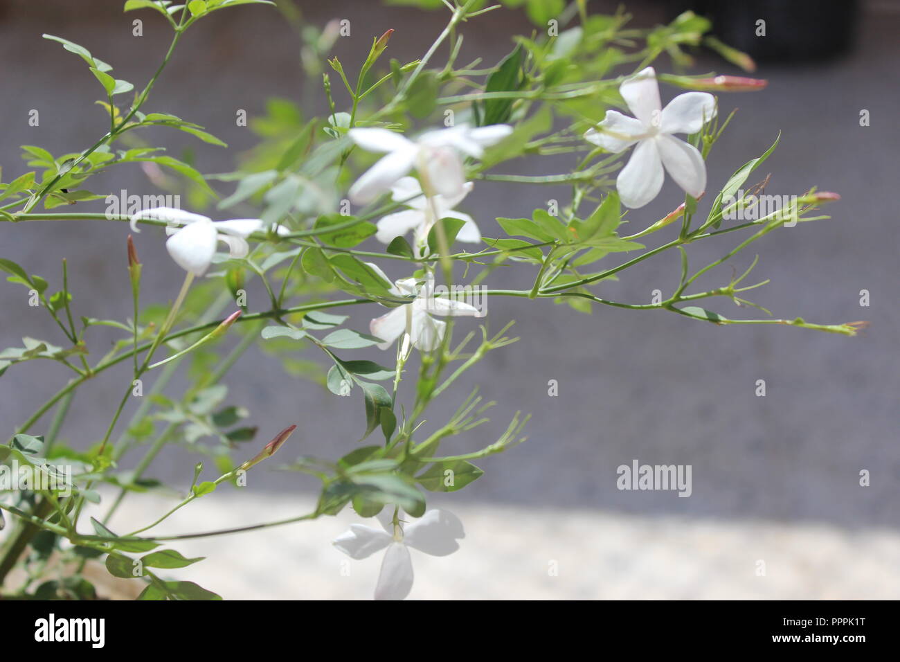 Jasmin tree hi-res stock photography and images - Alamy
