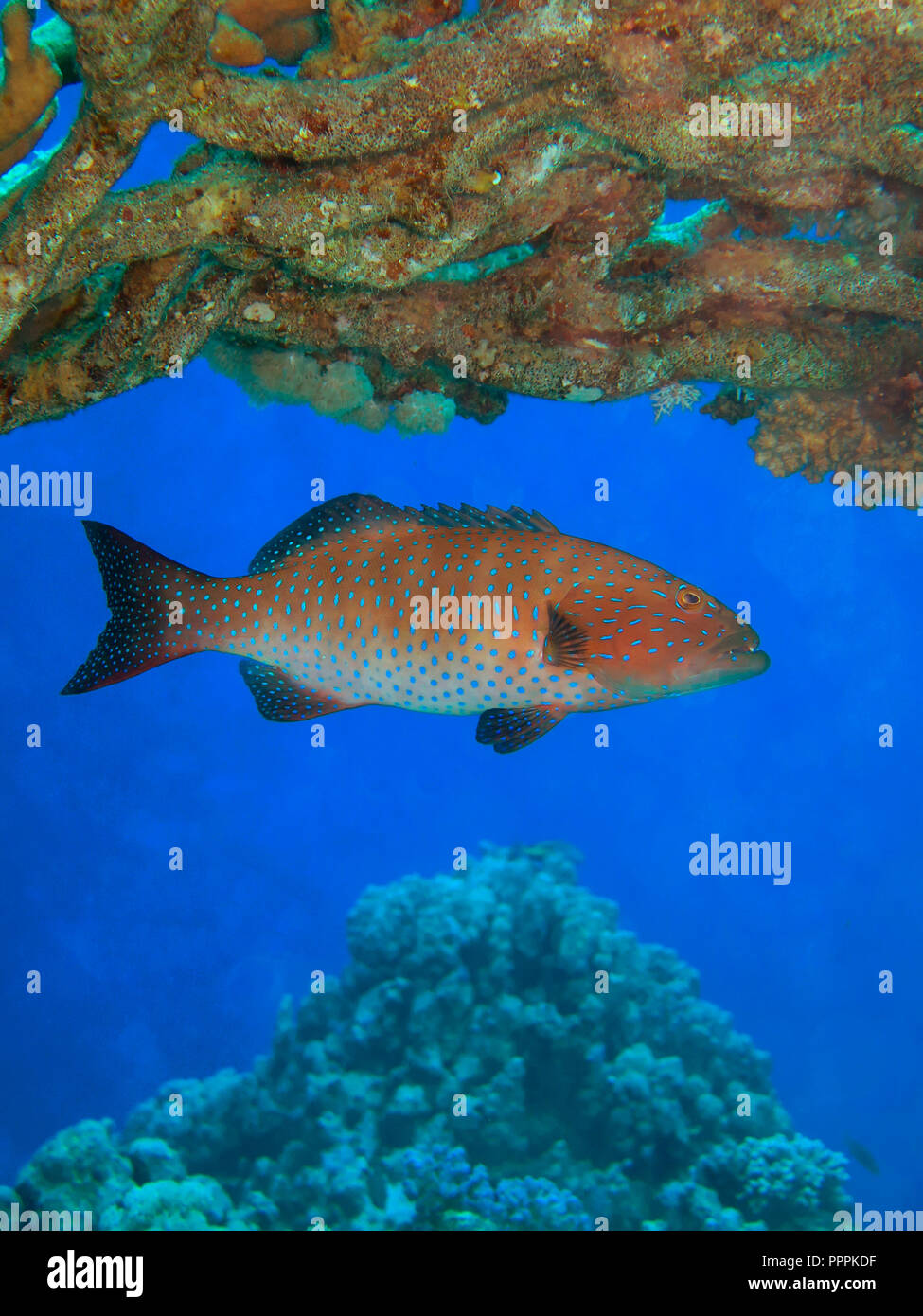 Reef egypt hi-res stock photography and images - Alamy