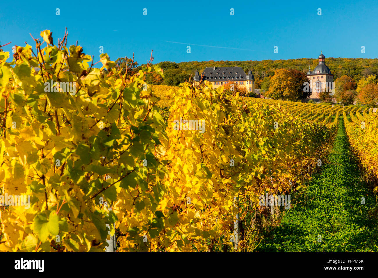 Rheingau and vineyards hi-res stock photography and images - Alamy