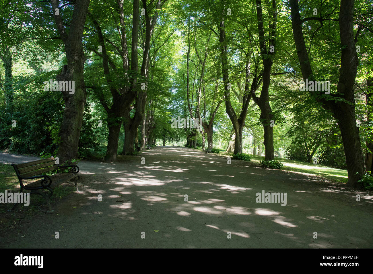 lime trees, Rombergpark, Dortmund, Ruhr district, North Rhine ...