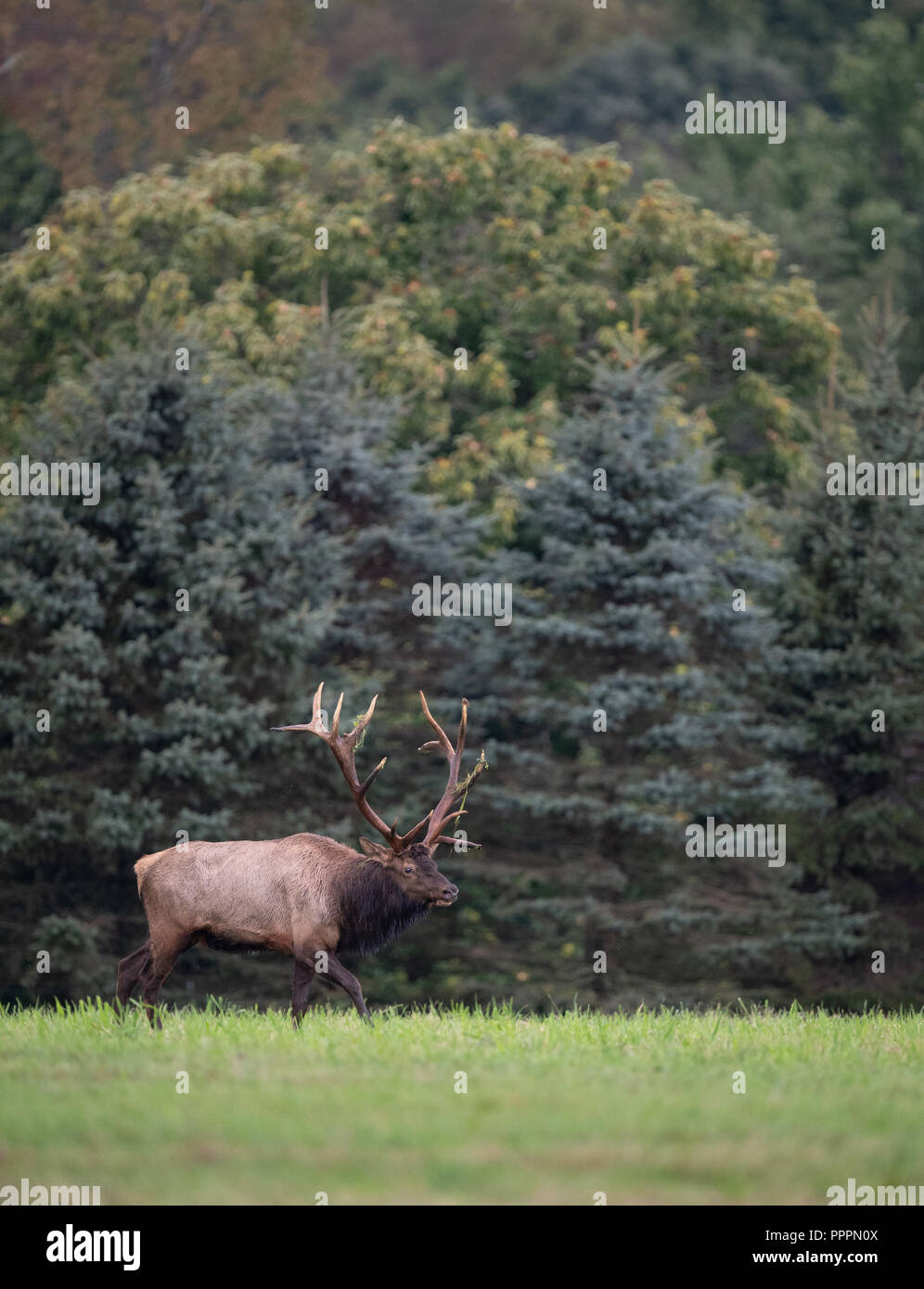 Bull Elk During the Rut Stock Photo - Alamy