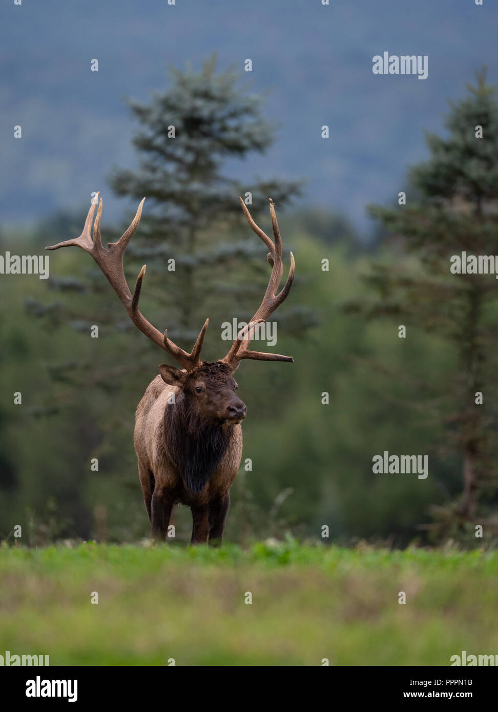 Bull Elk During the Rut Stock Photo - Alamy