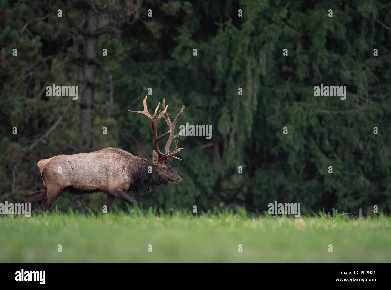 Bull Elk During the Rut Stock Photo - Alamy