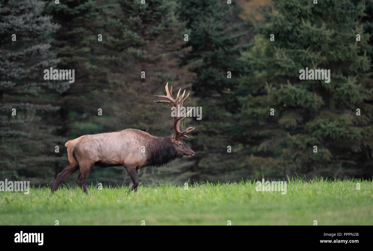 Bull Elk During the Rut Stock Photo - Alamy