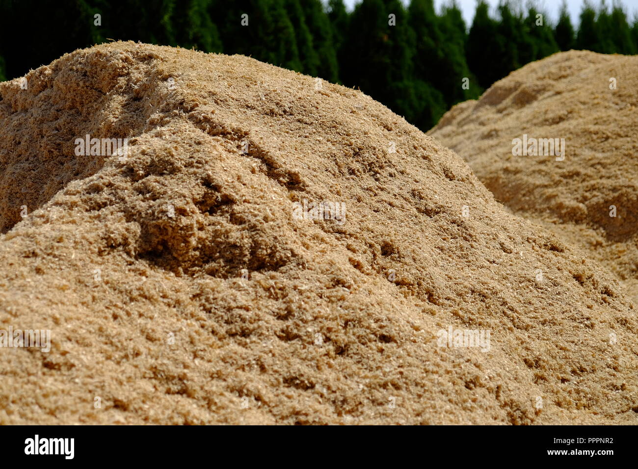 Pile of Saw Dust Stock Photo - Alamy