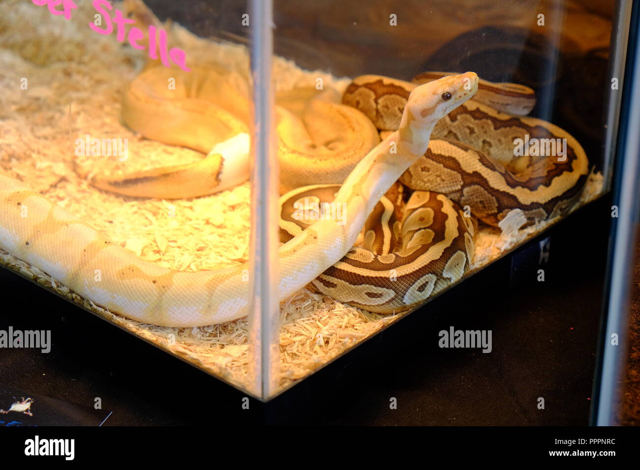 Albino snake hi-res stock photography and images - Alamy