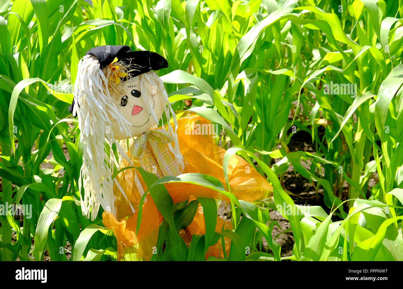 Scarecrow and Corn Stock Photo - Alamy