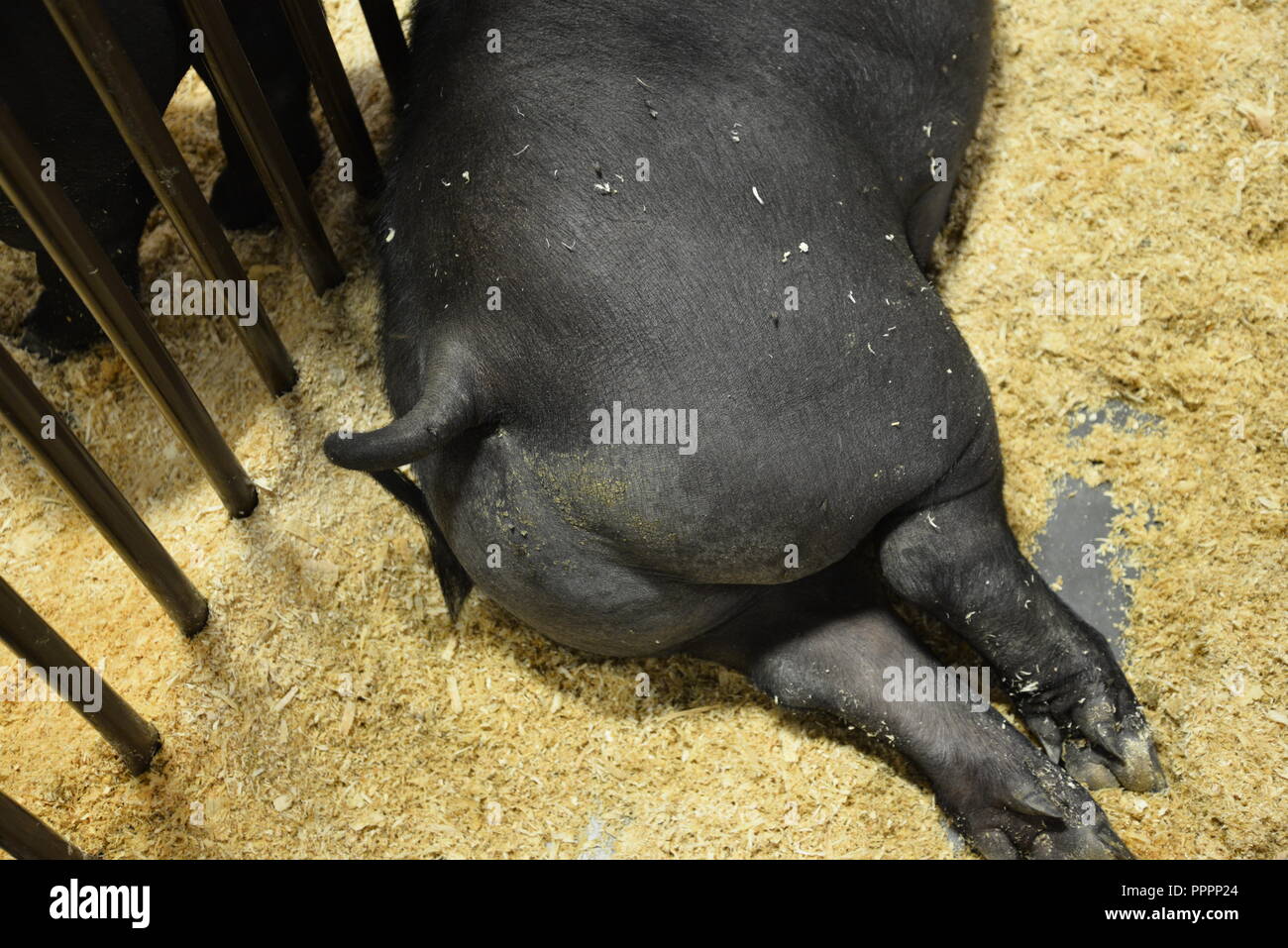 Pig Rear End Stock Photo - Alamy