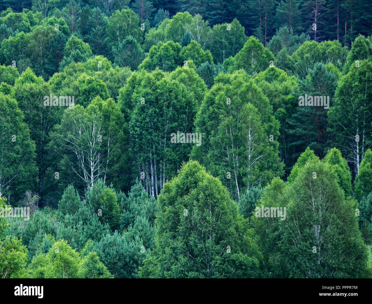 Layers of forest hi-res stock photography and images - Alamy