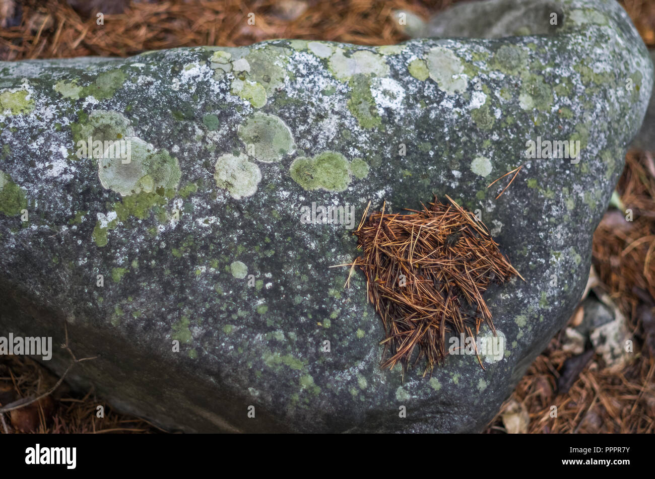 Orange pine needles hi-res stock photography and images - Alamy