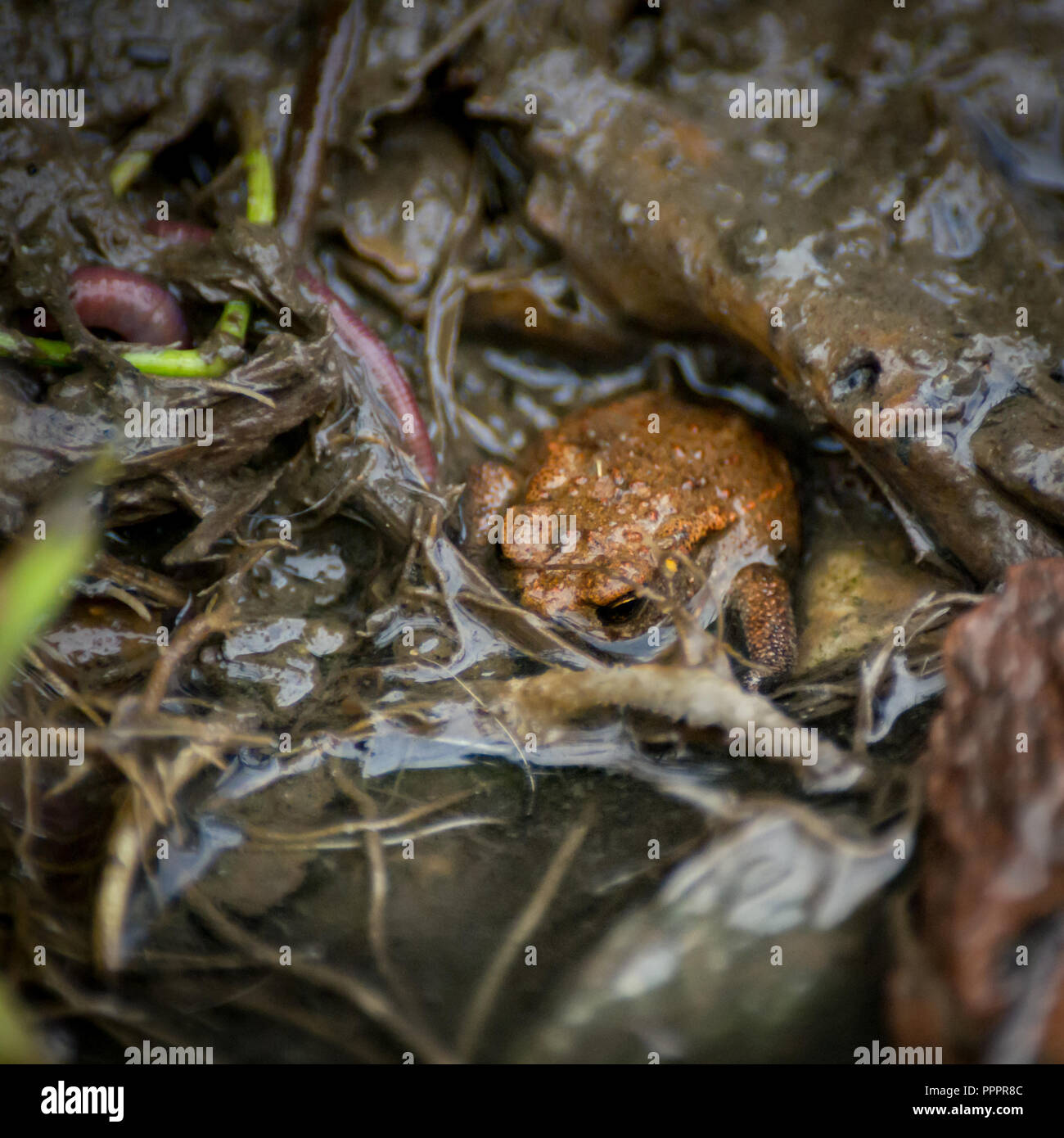 Young European common toad hiding in wet dirt with earthworms around ...