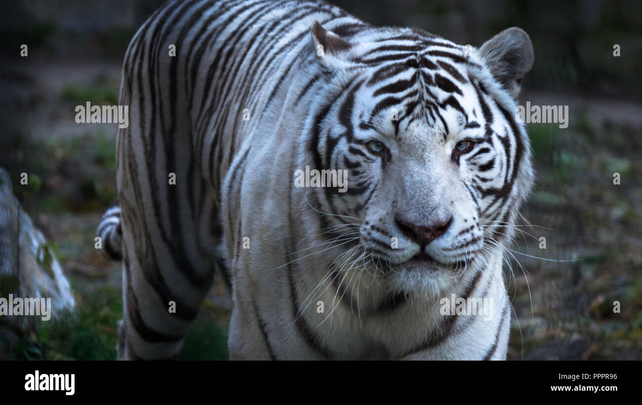 The White Bengal tiger (Panthera tigris bengalensis), or bleached tiger ...