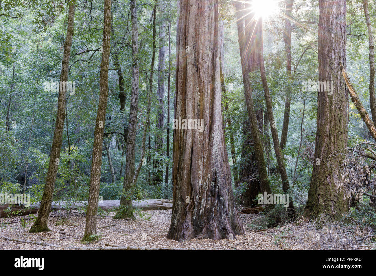 Redwood Tree Grove Sun Beams Stock Photo - Alamy