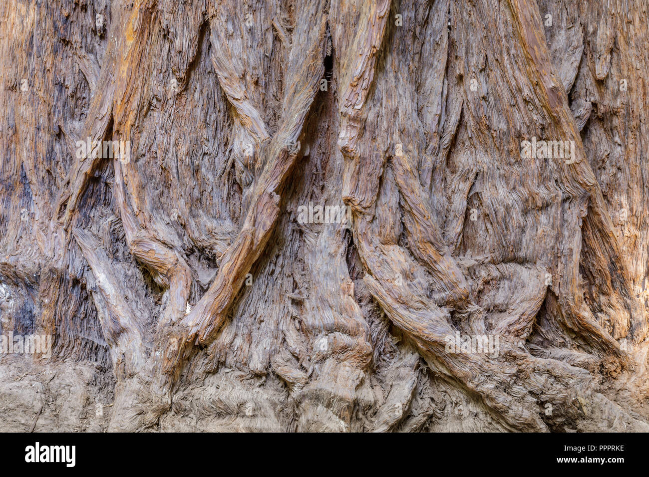 Dawn redwood tree trunk hi-res stock photography and images - Alamy