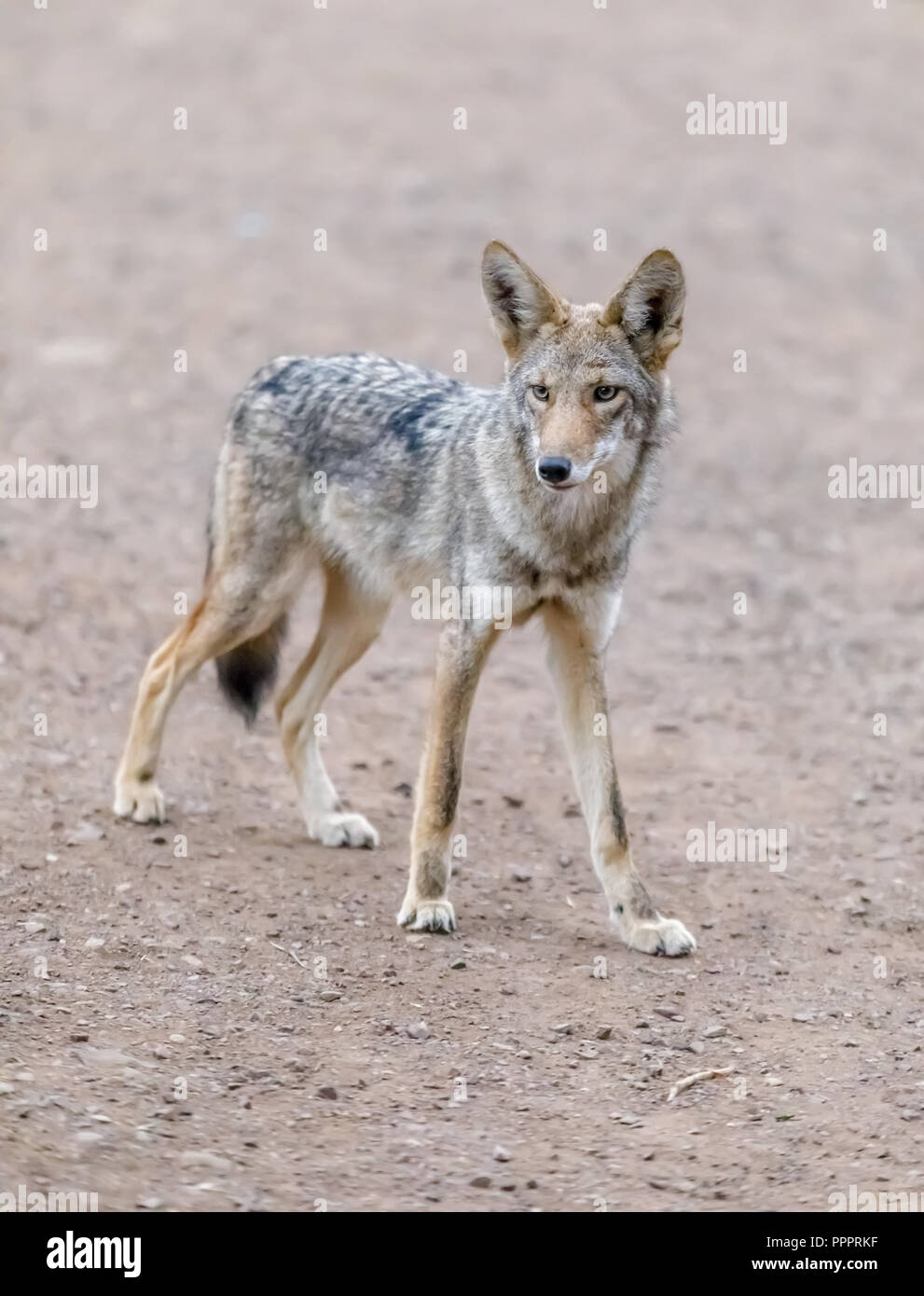 Coyote front view hi-res stock photography and images - Alamy