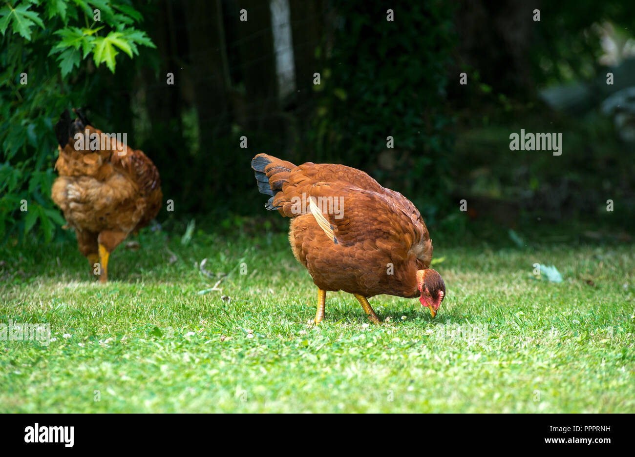 two chickens pecking on the green lawn Stock Photo - Alamy