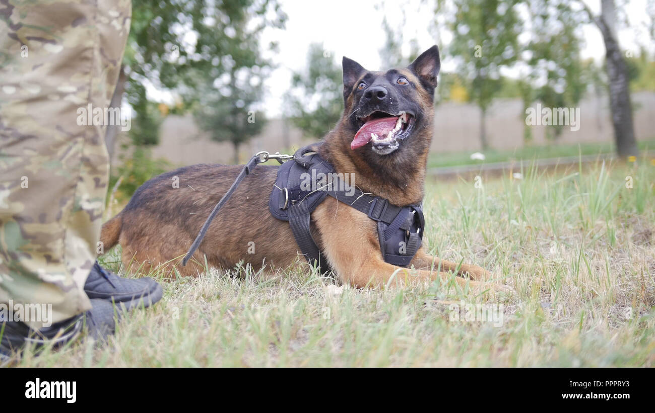 Happy trained german shepherd dog laying on a field Stock Photo - Alamy